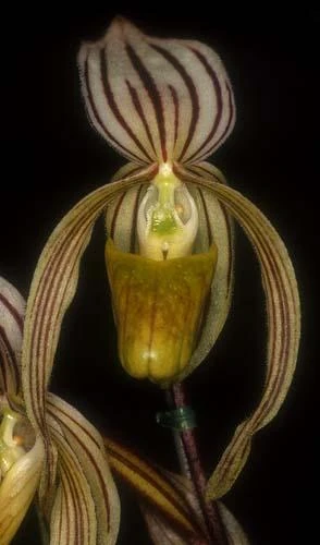 Paphiopedilum randsii | Orchids Wiki | Fandom