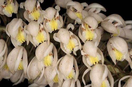 Coelogyne multiflora | Orchids Wiki | Fandom