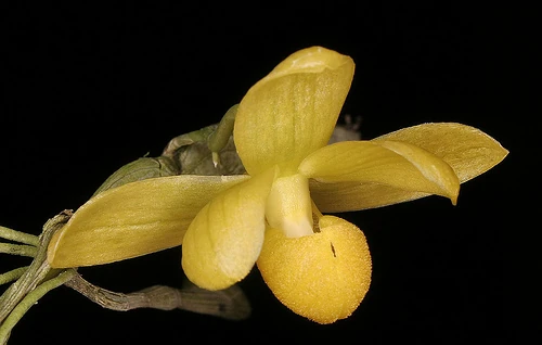 Dendrobium chrysocrepis | Orchids Wiki | Fandom