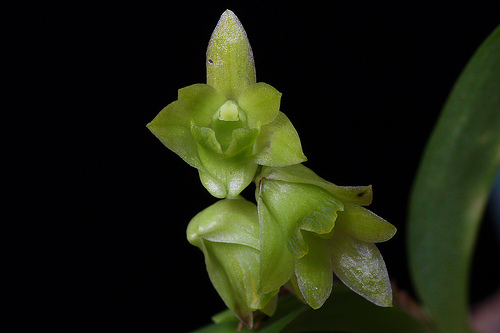 Dendrobium Kanburiense Orchids Wiki Fandom