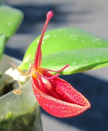 Restrepia cymbula | Orchids Wiki | Fandom
