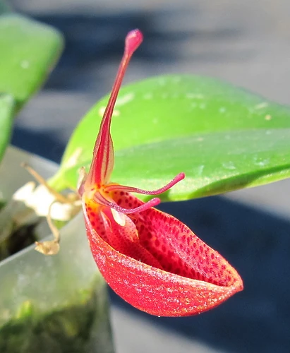 Restrepia cymbula | Orchids Wiki | Fandom