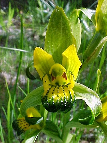 Chloraea disoides | Orchids Wiki | Fandom