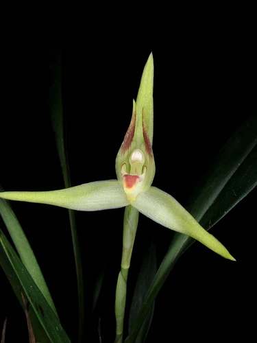 Maxillaria chlorantha | Orchids Wiki | Fandom
