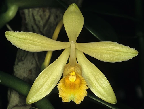 Vanilla pompona | Orchids Wiki | Fandom