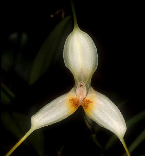 Masdevallia apparitio | Orchids Wiki | Fandom