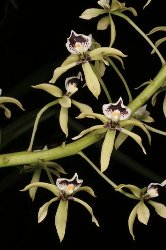 Prosthechea sceptra | Orchids Wiki | Fandom