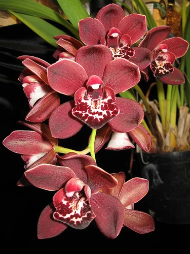 Cymbidium Ruby Pendant | Orchids Wiki | Fandom