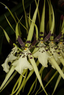 Brassia Rex | Orchids Wiki | Fandom