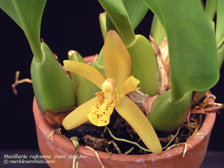 Maxillaria rufescens | Orchids Wiki | Fandom