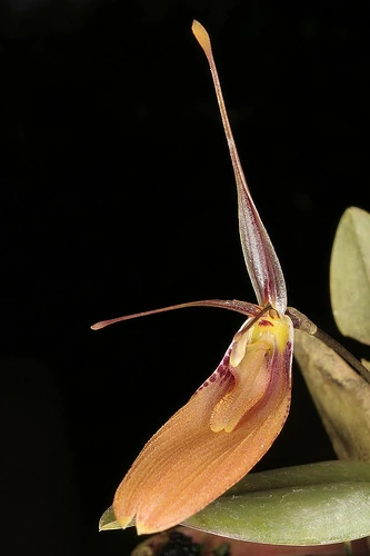 Restrepia cuprea | Orchids Wiki | Fandom