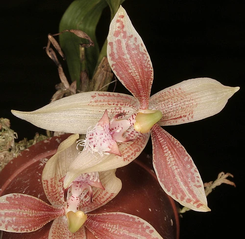 Paphinia rugosa | Orchids Wiki | Fandom
