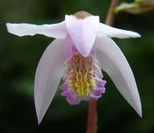 Bletilla formosana | Orchids Wiki | Fandom