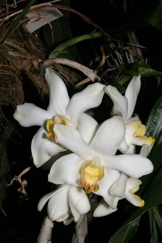 Chysis bractescens | Orchids Wiki | Fandom