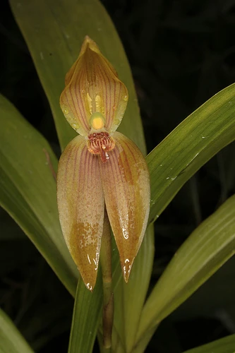 Mormolyca polyphylla | Orchids Wiki | Fandom