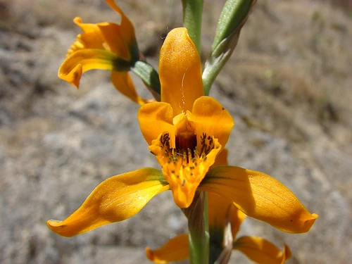 Chloraea chrysantha | Orchids Wiki | Fandom