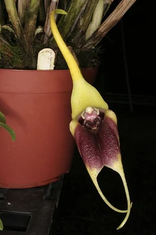Masdevallia elephanticeps | Orchids Wiki | Fandom