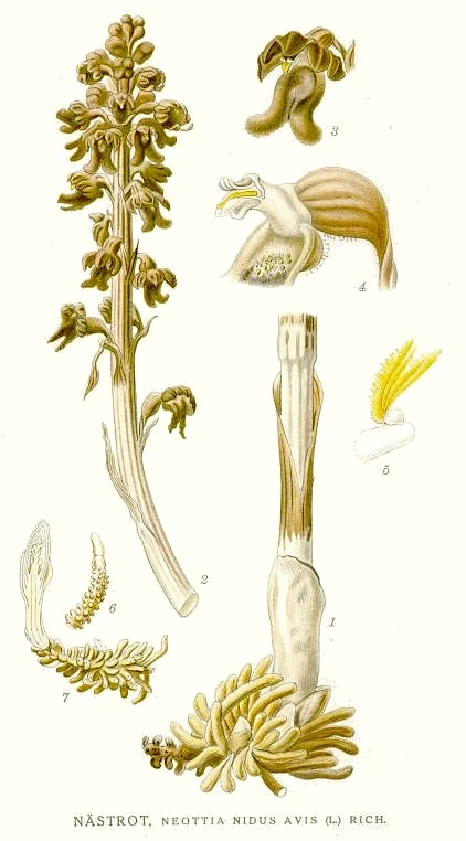 Neottia | Orchids Wiki | Fandom