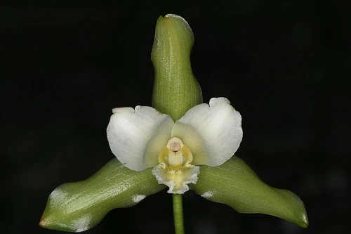 Lycaste leucantha | Orchids Wiki | Fandom