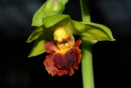 Calanthe arcuata | Orchids Wiki | Fandom