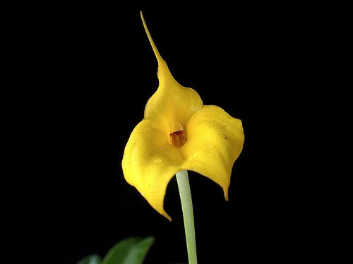 Masdevallia davisii | Orchids Wiki | Fandom