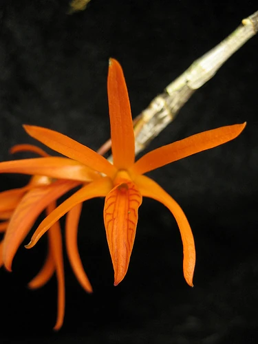 Dendrobium dickasonii | Orchids Wiki | Fandom