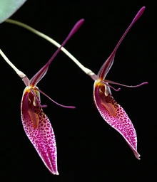 Restrepia condorensis | Orchids Wiki | Fandom
