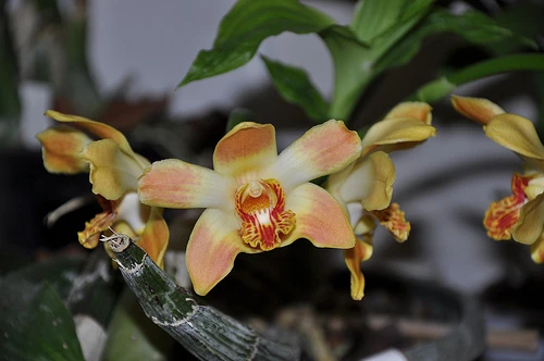 Chysis Chelsonii | Orchids Wiki | Fandom