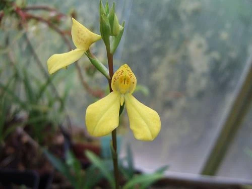 Disa aurata | Orchids Wiki | Fandom