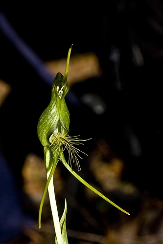 Pterostylis turfosa | Orchids Wiki | Fandom
