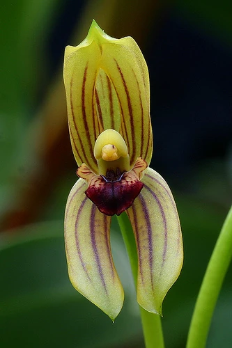 Mormolyca ringens | Orchids Wiki | Fandom