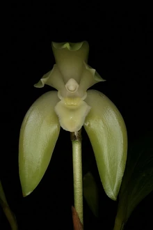 Ida ciliata | Orchids Wiki | Fandom
