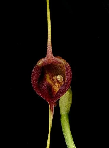 Masdevallia echo | Orchids Wiki | Fandom