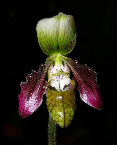 Paphiopedilum sangii | Orchids Wiki | Fandom
