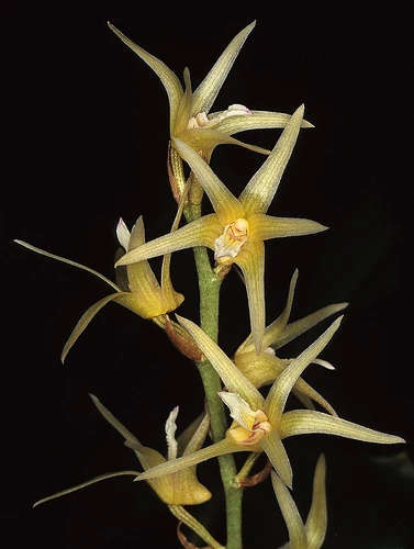 Eria gigantea | Orchids Wiki | Fandom
