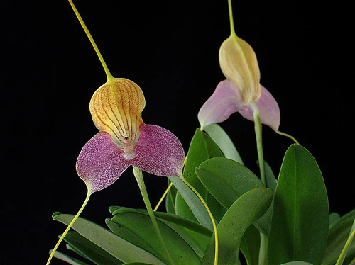 Masdevallia caudata | Orchids Wiki | Fandom