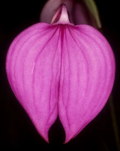 Masdevallia coccinea | Orchids Wiki | Fandom