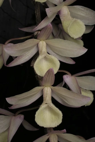 Dendrobium aphyllum | Orchids Wiki | Fandom