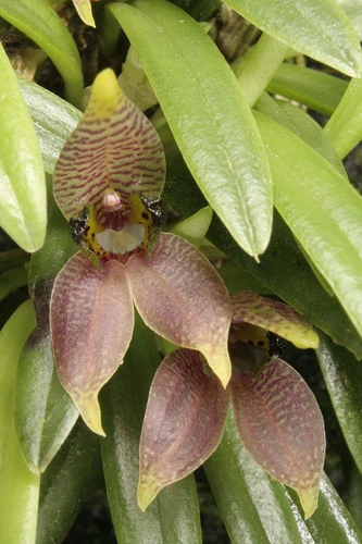 Dryadella cristata | Orchids Wiki | Fandom
