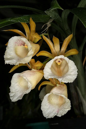 Galeandra leptoceras | Orchids Wiki | Fandom
