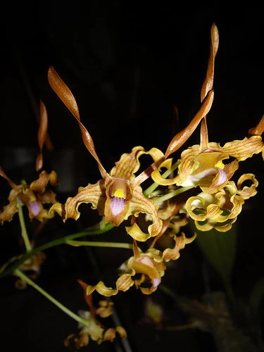 Dendrobium tangerinum | Orchids Wiki | Fandom