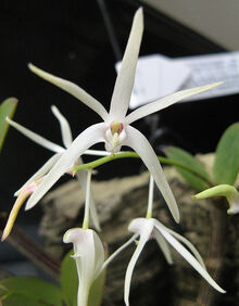 Dendrobium aemulum | Orchids Wiki | Fandom