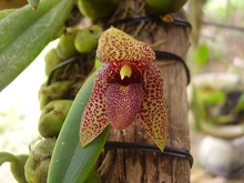 Trias disciflora | Orchids Wiki | Fandom