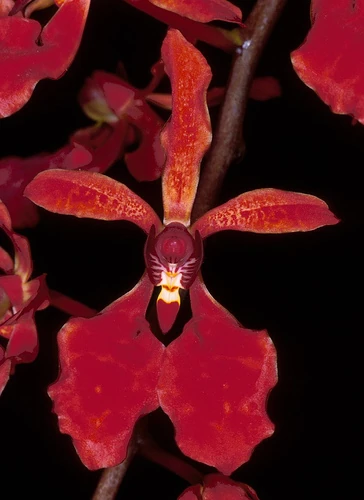 Renanthera storiei | Orchids Wiki | Fandom