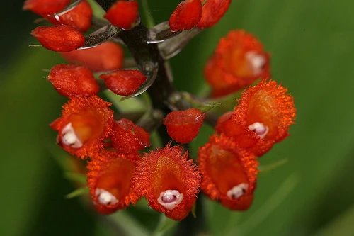 Elleanthus oliganthus | Orchids Wiki | Fandom