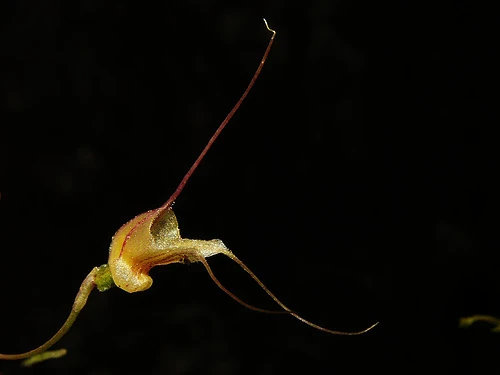 Masdevallia nidifica | Orchids Wiki | Fandom
