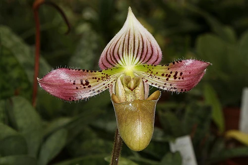 Paphiopedilum acmodontum | Orchids Wiki | Fandom