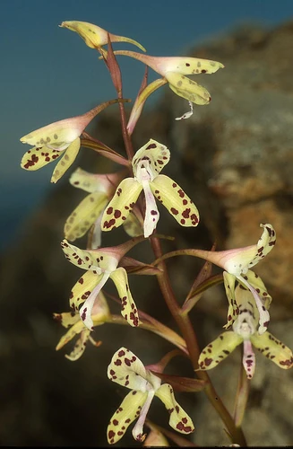 Disa vigilans | Orchids Wiki | Fandom