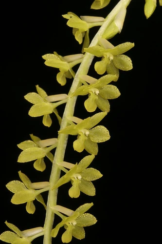 Dendrochilum filiforme | Orchids Wiki | Fandom