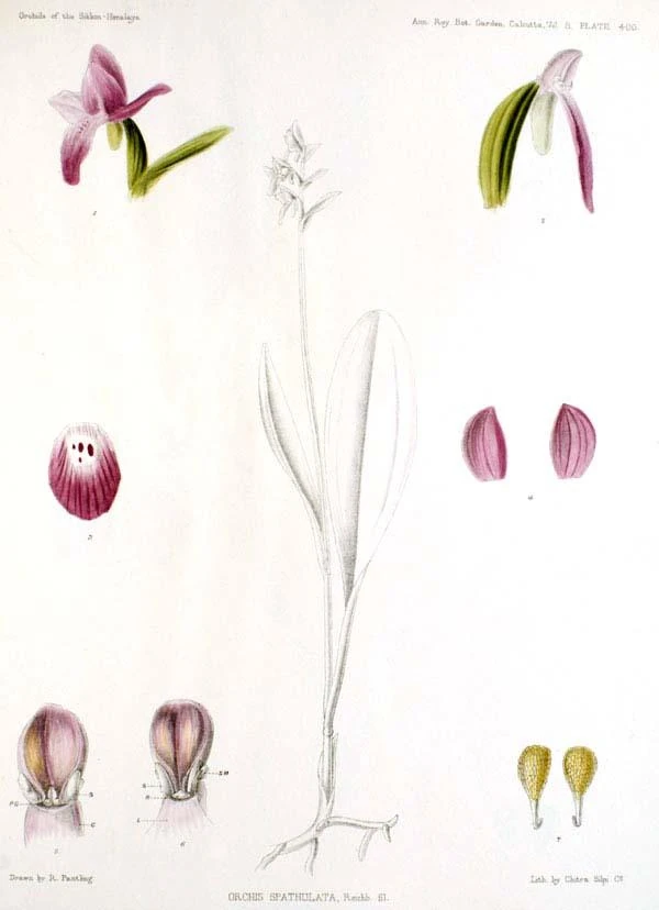 Aorchis | Orchids Wiki | Fandom